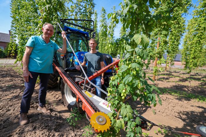 Lokaal bier vraagt om lokaal verbouwde hop | Best, Meierijstad en Son | ed.nl