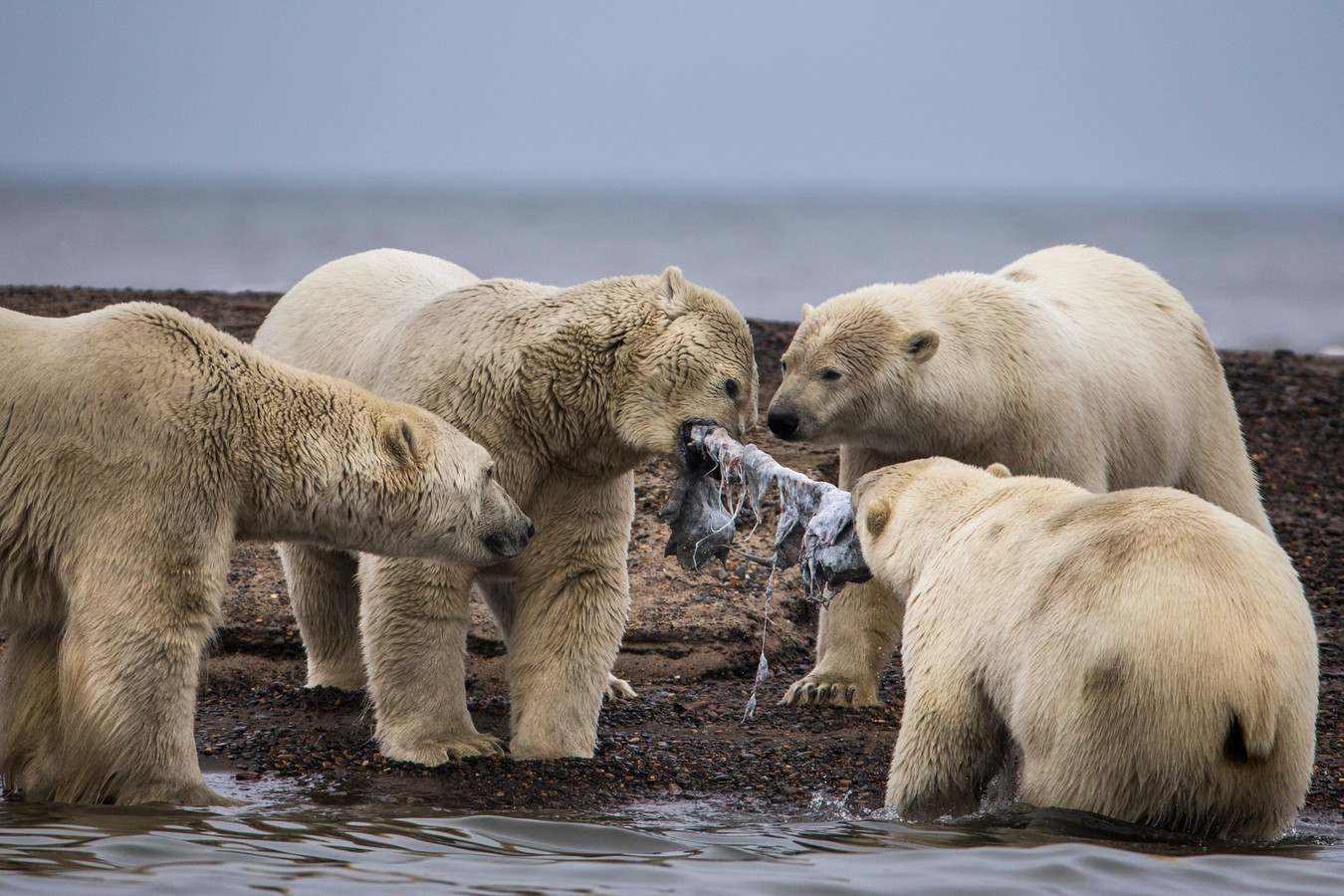 Dorpje in Alaska overspoeld met hongerige ijsberen én toeristen | Foto ...
