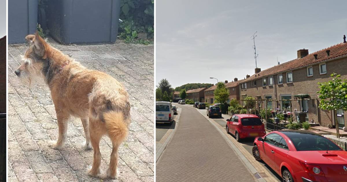 Slechthorend, slechtziend en mogelijk ook nog aangereden: Elburg speurt ...