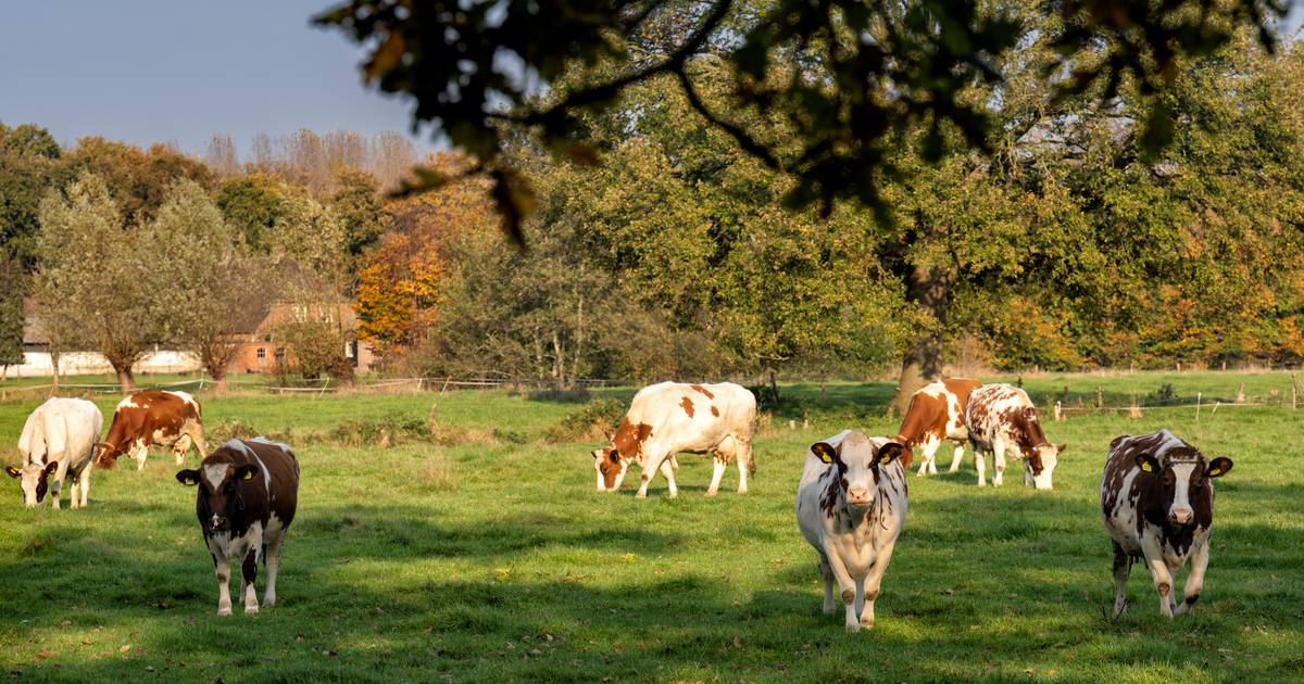 Gestel gaat toch weer onderhands boerenland verpachten | Meierij | bd.nl