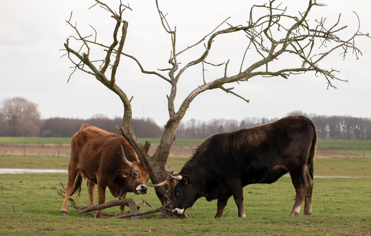 Tauros in wintervacht heeft de lentekriebels in Keent | Foto | AD.nl