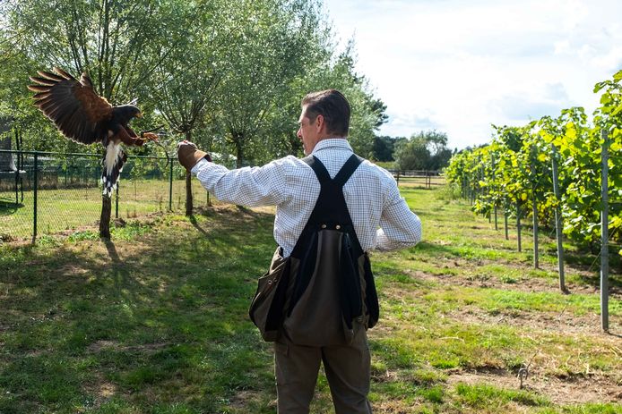 Wijndomein Oud Conynsbergh zet roofvogels in tegen hongerige bosduiven ...
