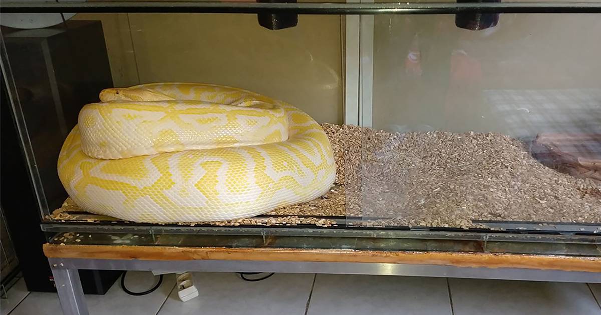 Politie neemt stevige tijgerpython in beslag: dik 6 meter lang, 80 kg ...