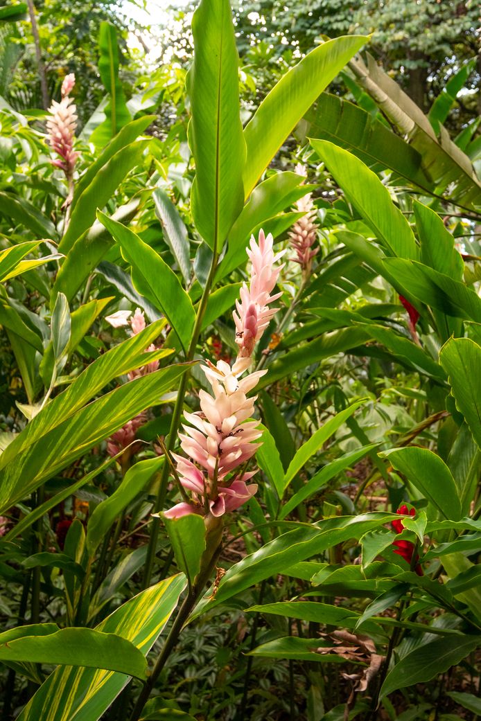 Hoe doet de palmboom het in de steeds hetere Nederlandse zomers ...