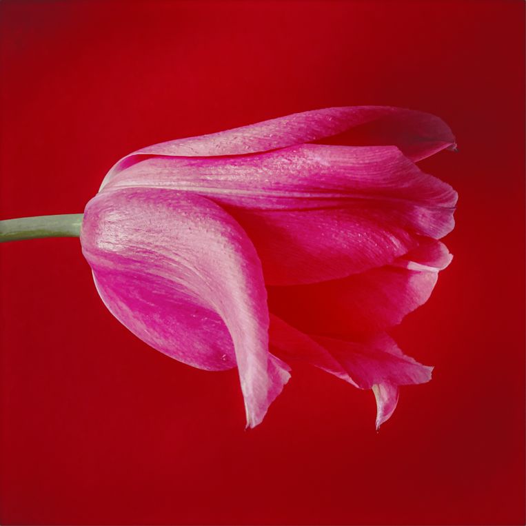 Iedereen staat in de rij voor de tulpen van Theo Dobbe, man met de ...