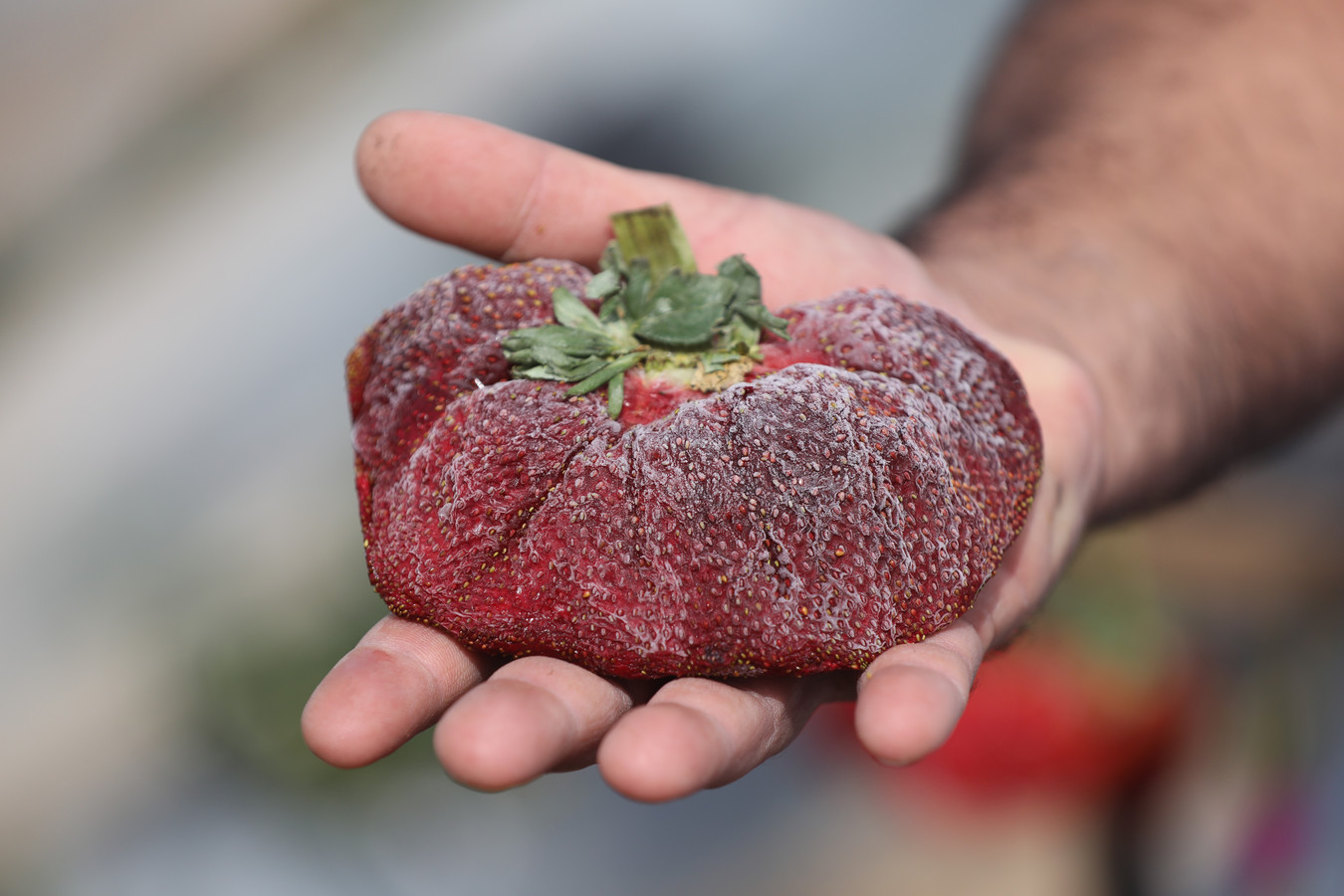 Cette fraise est la plus grosse du monde | Foto | 7sur7.be