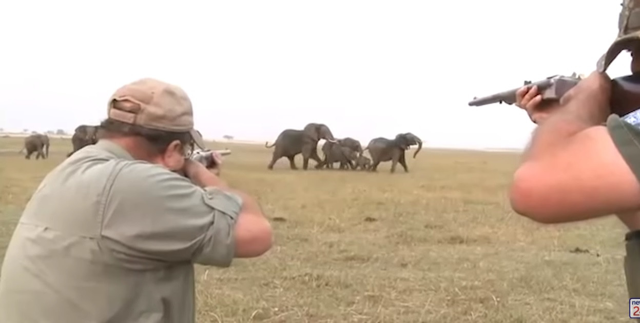 VIDEO. Jagers schieten olifant dood en daarop keert hele kudde zich tegen hen | Foto | hln.be