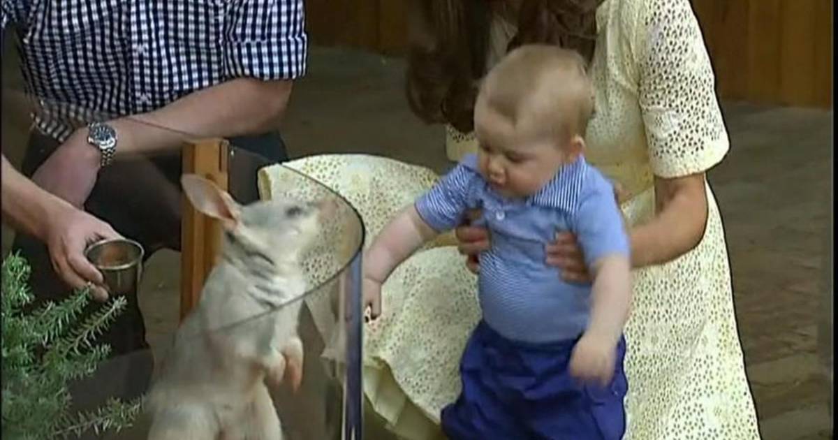 Prins George dol op dieren | Royalty | hln.be Prins George dol op dieren | Royalty | hln.be