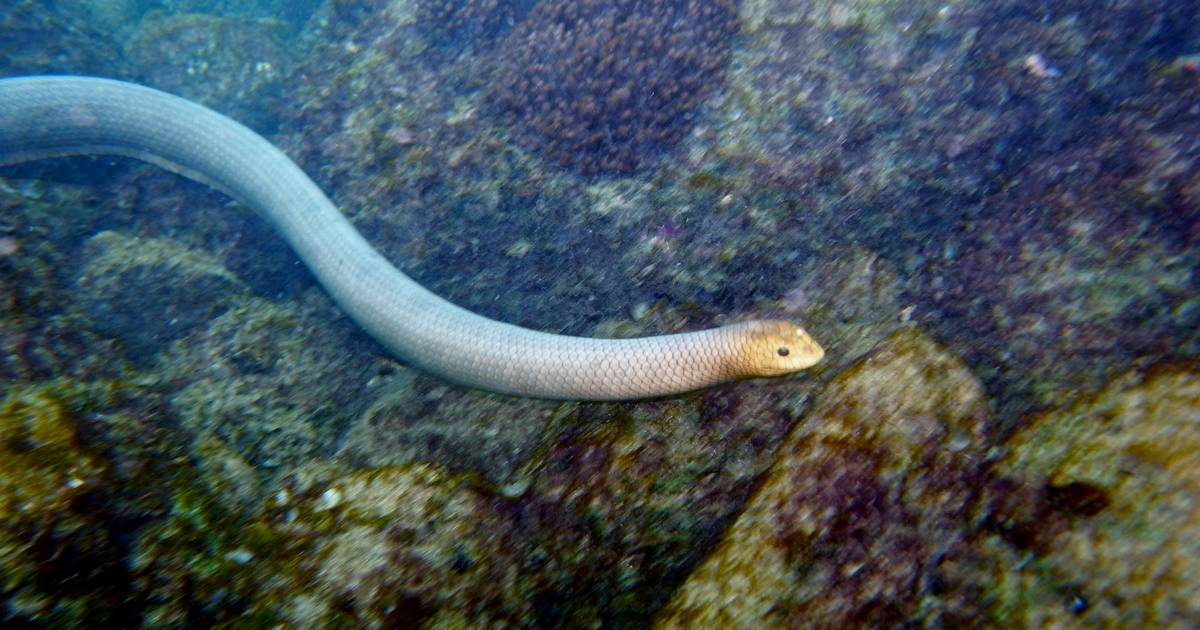 Britse man overleden na beet door zeeslang in Australië | Dieren | hln.be