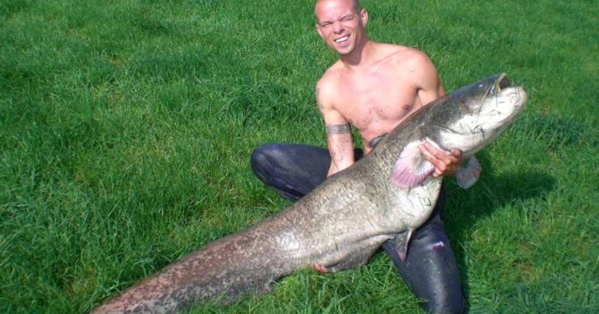 Europese meerval is terug in het rivierengebied | Oosterhout | bndestem.nl