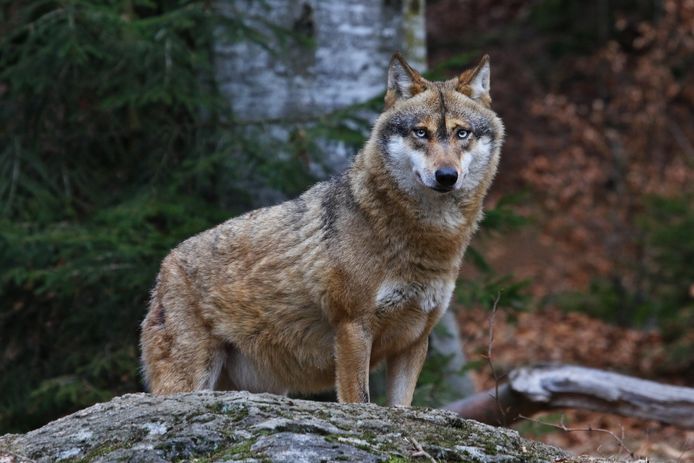 Wolf gespot tussen Zeist en Soesterberg: ‘Geschikt gebied om zich ...