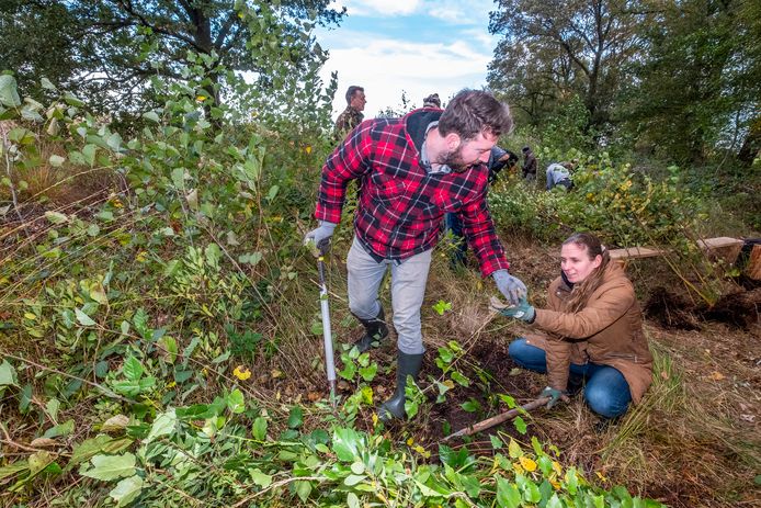 Vrijwilligers geven de gagel de ruimte tijdens de natuurwerkdag | Land ...