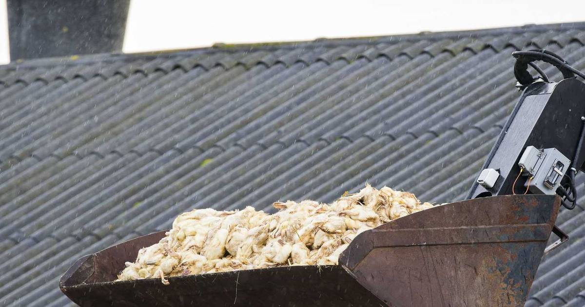 Al miljoenen kuikens vergast of versnipperd in Nederland | Buitenland ...