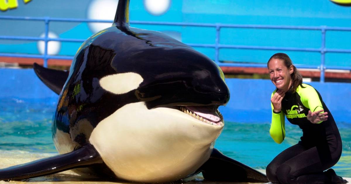 Orka Lolita sterft na ruim 50 jaar gevangenschap in Miami “aan een nieraandoening” | Dieren | hln.be