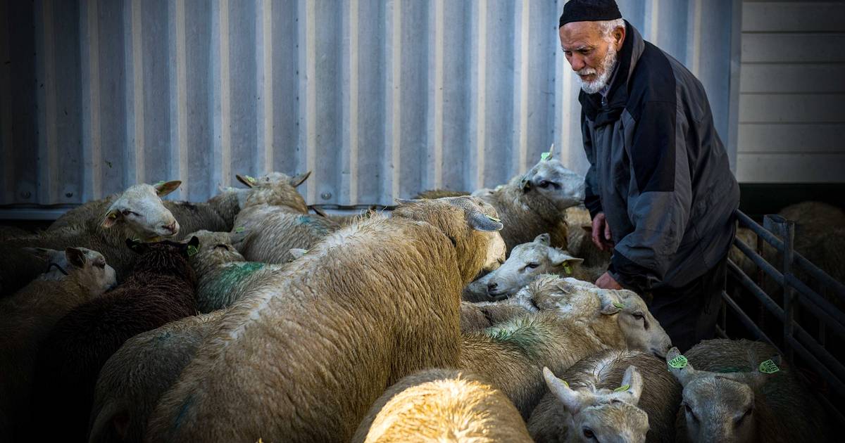 Moslims vieren vandaag Offerfeest | Binnenland | hln.be