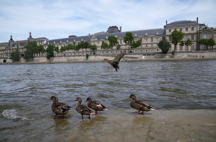 Zwemmen tussen de uitwerpselen: maand voor Olympische Spelen is Seine ...