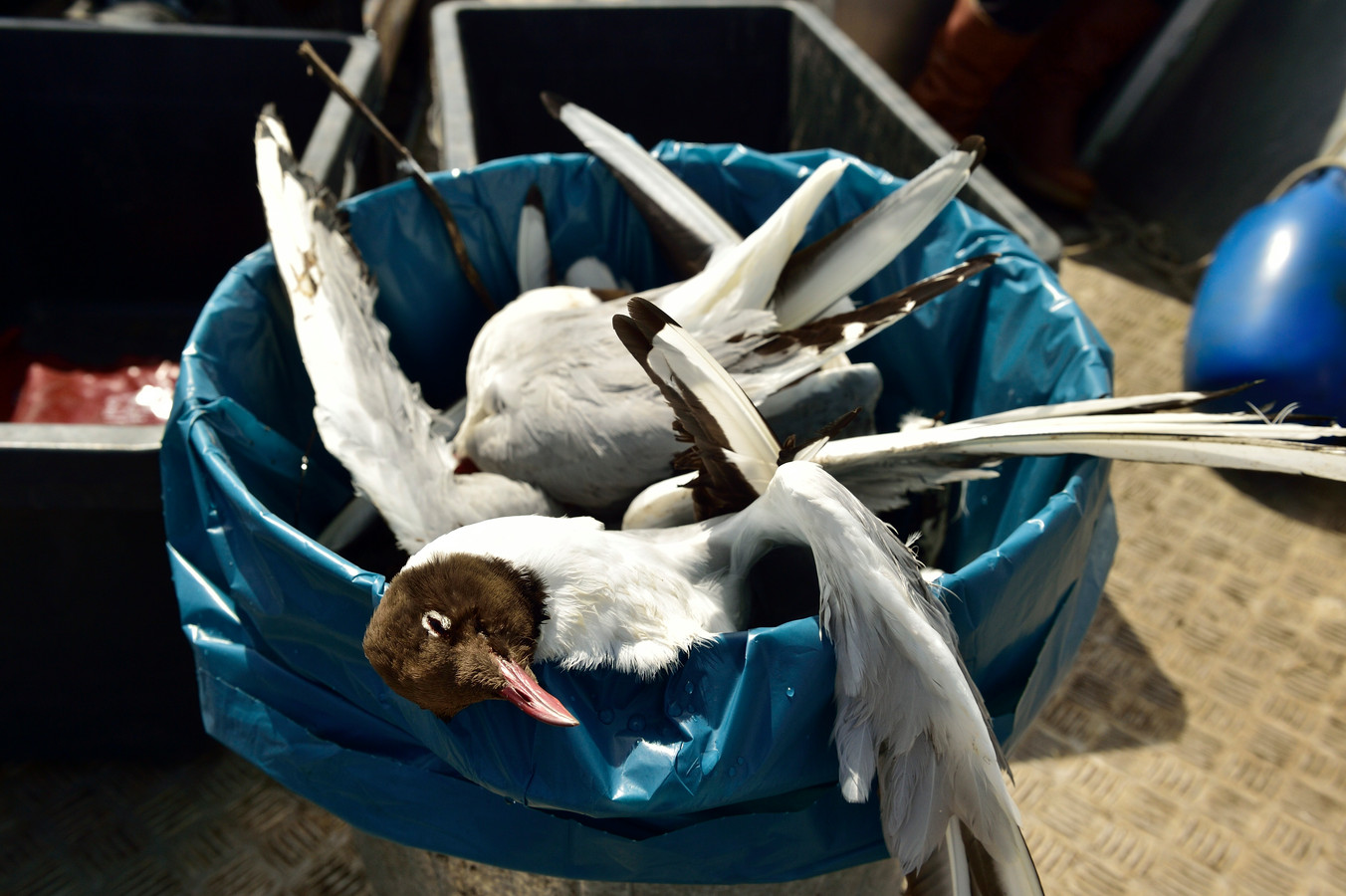 Opruimen dode vogels gaat vaak mis en dat is riskant: ‘Op één grote ...