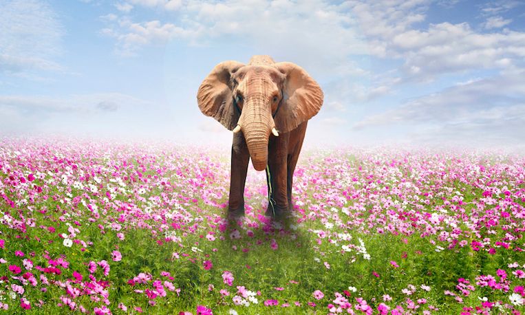 Bijzonder: roze olifant gezien in Kruger Park | Libelle