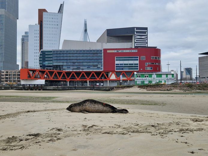 Verdwaalde zeehond kruipt over Rotterdams stadsstrand | Rotterdam | pzc.nl