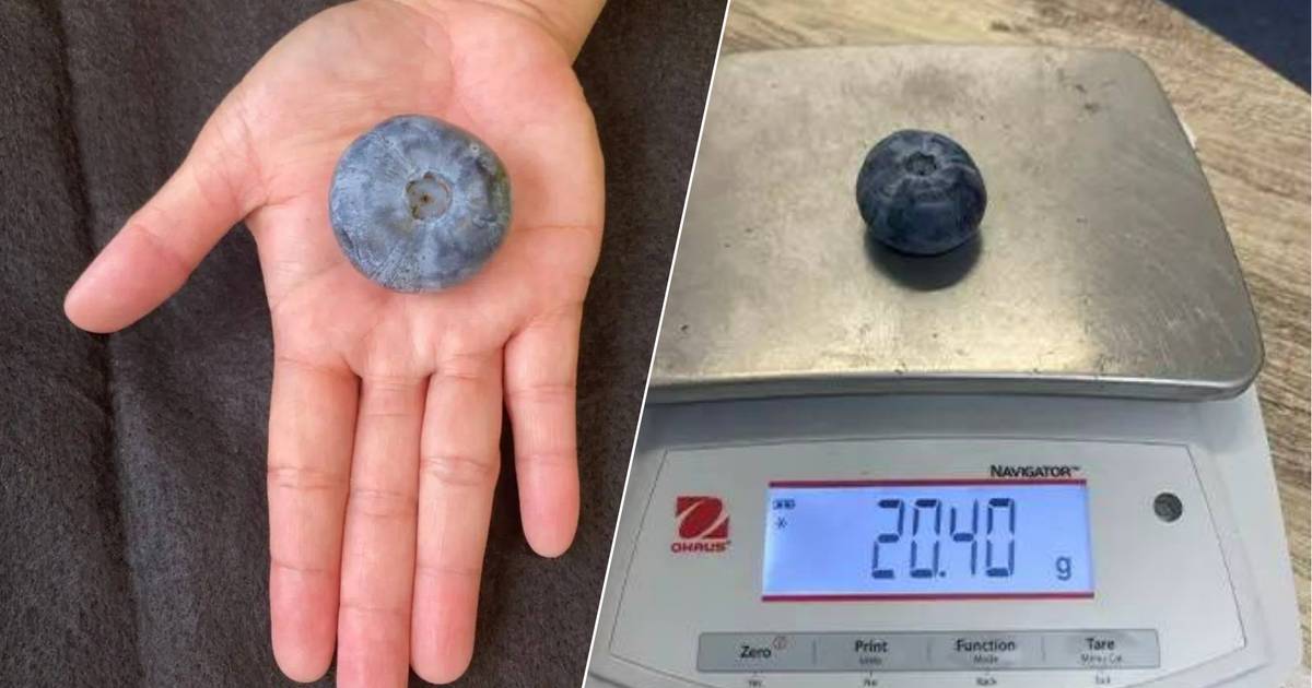 Grootste blauwe bes ter wereld is tien keer zo zwaar als normaal: ‘Ik ...