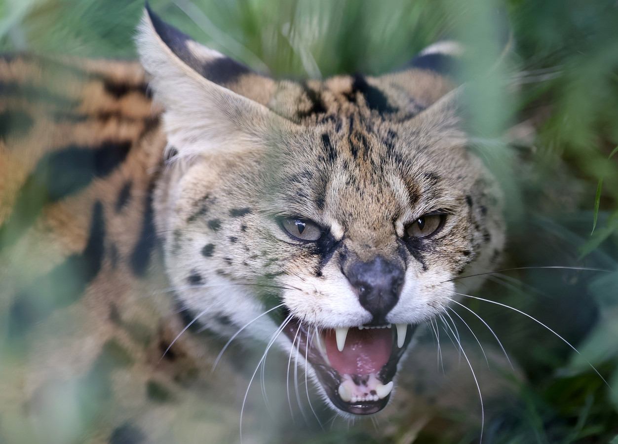 Brief van de week: Waarom een serval als huisdier? | Foto | AD.nl