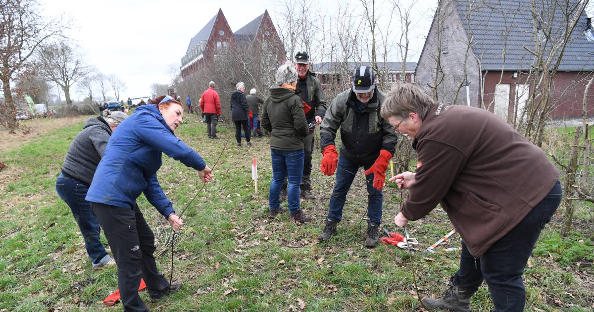 Heggenvlechten in Raamsdonksveer: breken, knakken en samenbinden om er ...