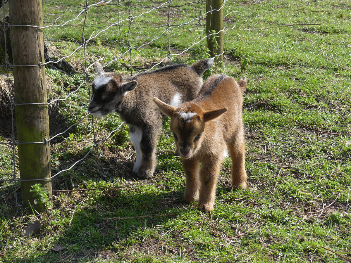 Geitjes op komst in het gemeentepark van Kapellen | Foto | hln.be