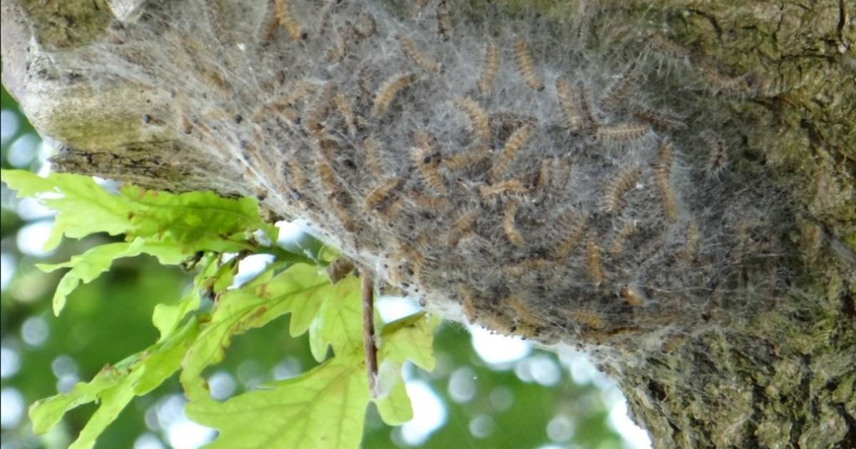 Gemeente vraagt hinder van nesten eikenprocessierups te melden | Mol | hln.be