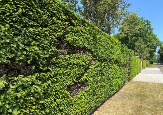 BURENRUZIES. Taxushaag van 184.000 euro werd vernield door buurman: “En ...