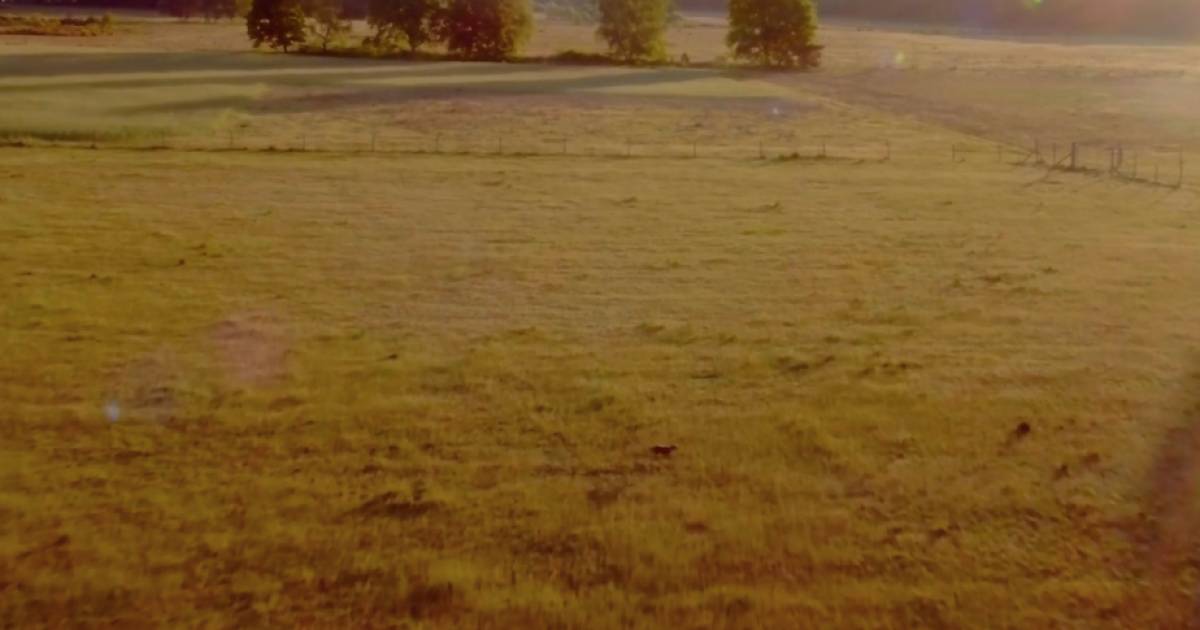 Iedereen denkt wolven te zien! Is dit een dronebeeld van de ...