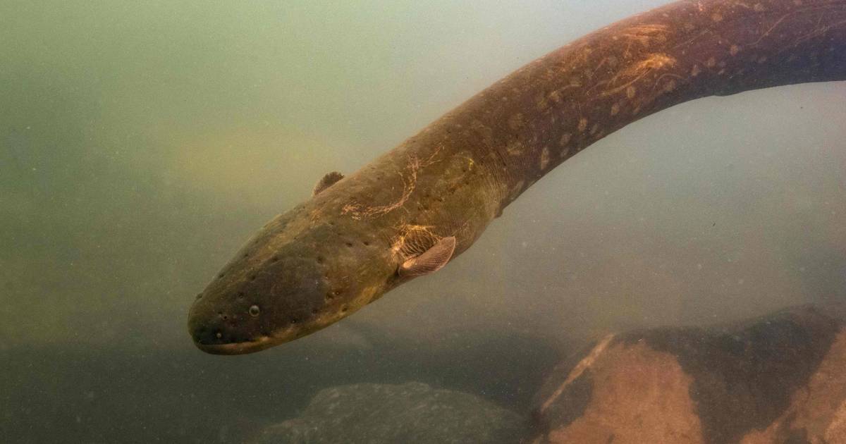 Wereldrecord: sidderaal in staat tot elektrische schok van 860 volt ...