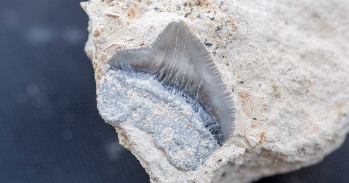 's-Heer Arendskerkenaar vindt zeldzame fossiele haaientand van ...