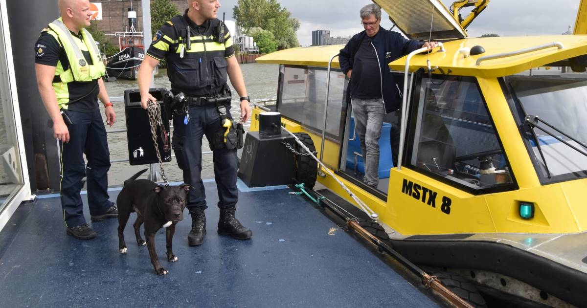 Hond gered uit Nieuwe Maas en herenigd met baasje: ‘Dachten eerst dat het een zeehond was ...