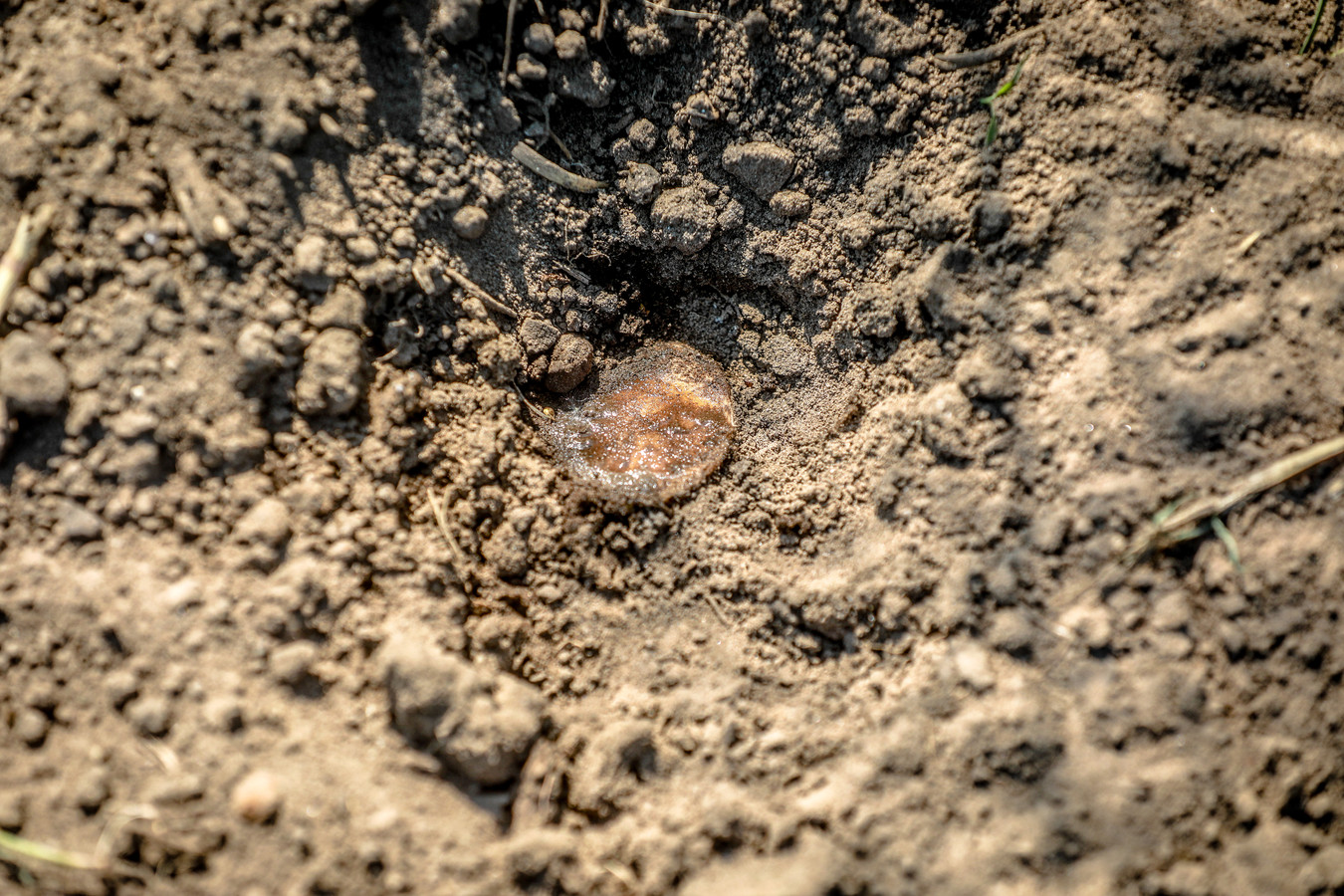 Deze boer gebruikt al 23 jaar geen druppel water, met zijn tips red je ...