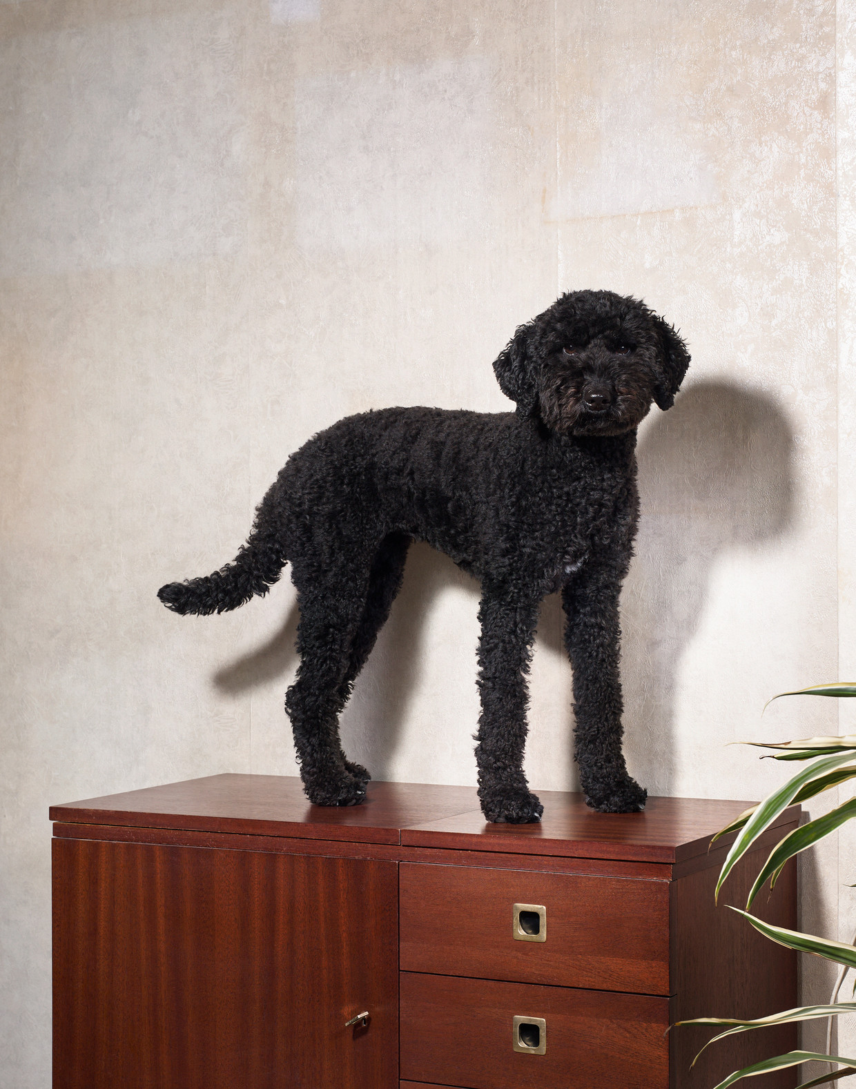 Labradoedels en toypoodles worden massaal aangeschaft. ‘Vergelijk het ...