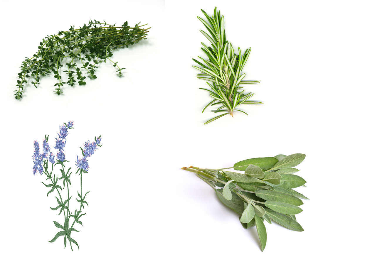 Kruiden in je tuin: handig en makkelijk, maar houd deze zaken in het ...