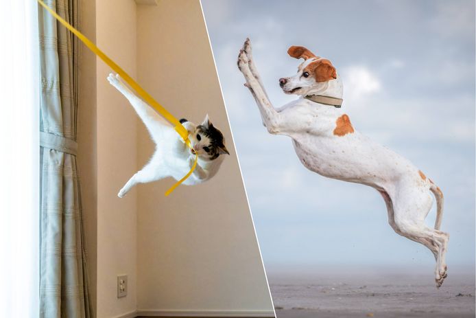 IN BEELD. Van een vliegende kat tot een dansende hond: enkele ...