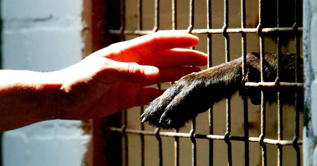 Hond dodelijk mishandeld door dieven in Utrecht | Binnenland | AD.nl