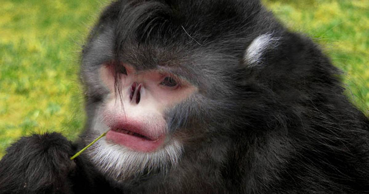 Une nouvelle espèce de singe au nez retroussé en Birmanie | Ecologie ...