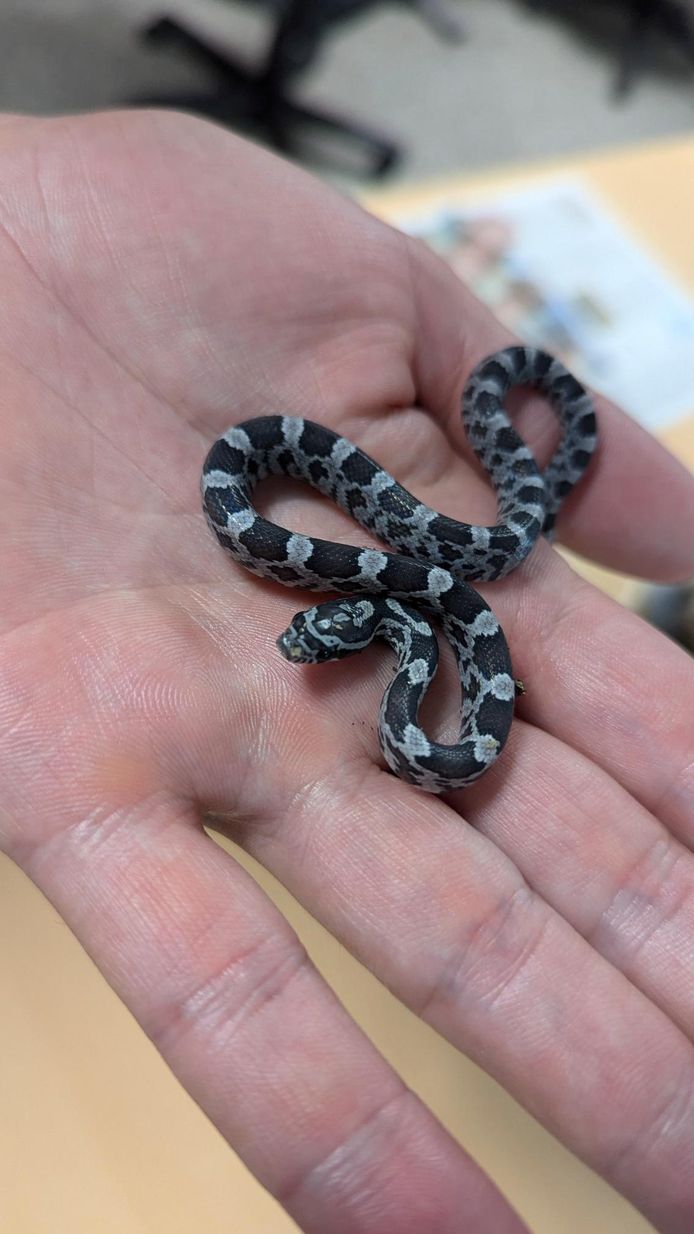 Babyboom van slangen in Beatrixcollege: ‘Zorgen dat biologieles zo leuk ...