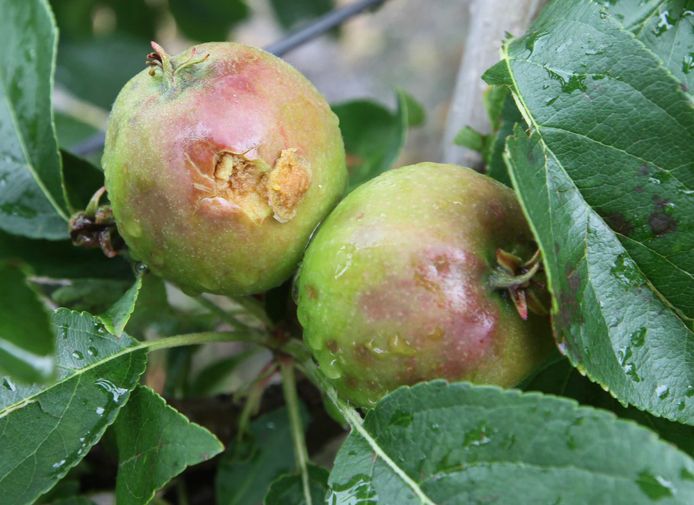 Appels en peren verpulverd door hagelstorm: ‘Laatste zestien jaar niet ...