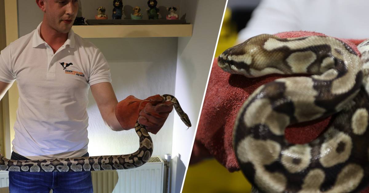 Man schrikt op tijdens tv-kijken en ontdekt plots koningspython achter verwarming: ‘Hoorde iets ...