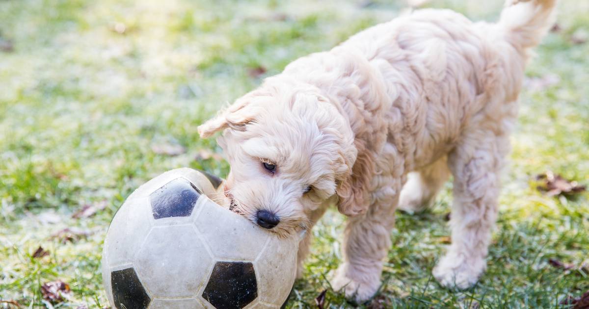Veel meer poedel dan labrador in Australische labradoodle van minstens ...