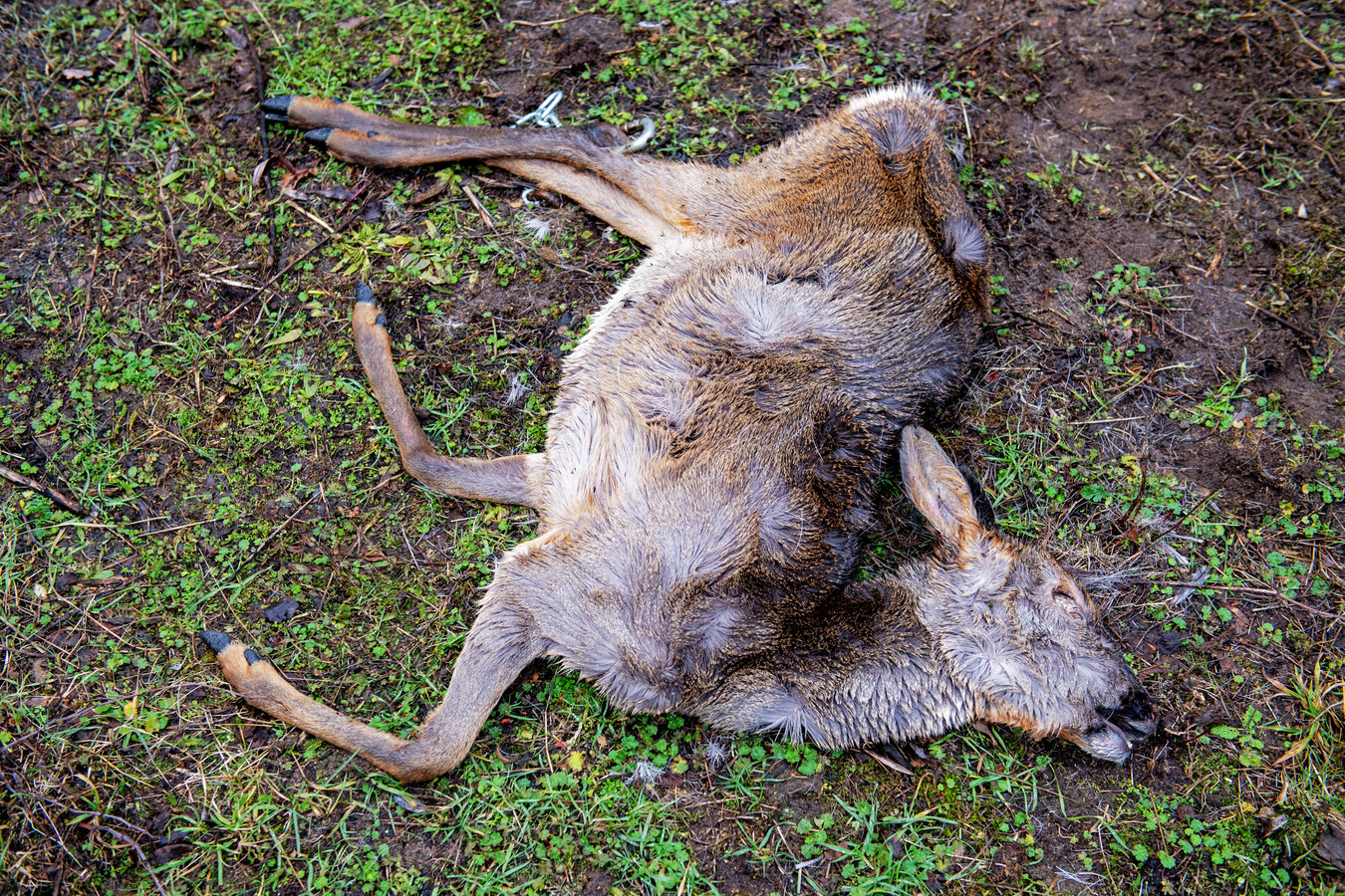 Live kijken naar een kadaver in ontbinding: ‘We willen de dood in de ...