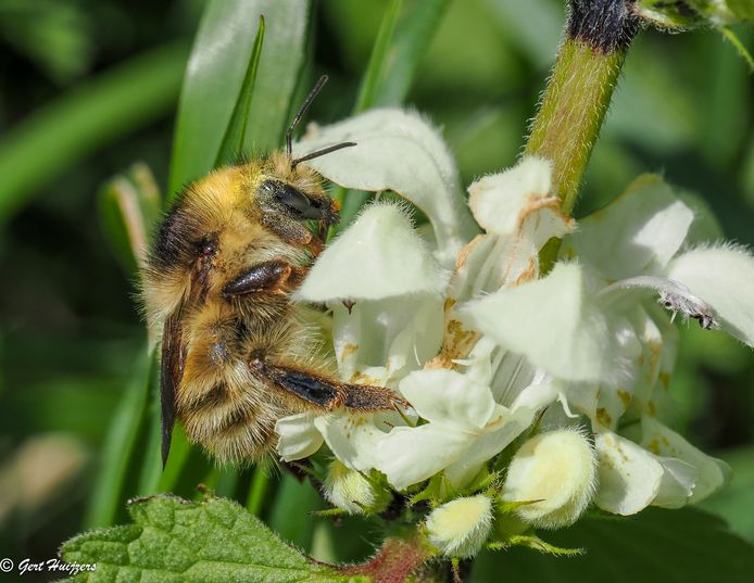 ‘Zandhommel Zuidas’ moet bedreigde bijensoort weer een toekomst geven ...