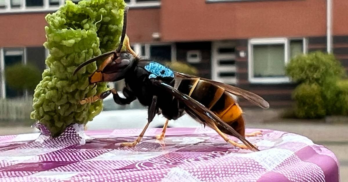 Gevreesde Aziatische ‘monsterwesp’ duikt op in Gouda: ‘Ik vind een ...