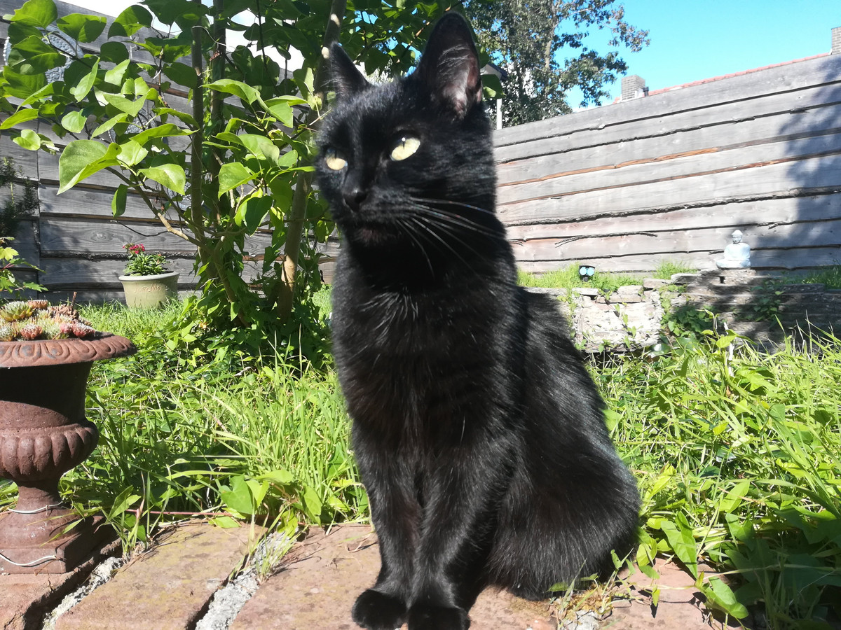 Dit zijn jullie inzendingen van de leukste katten op Wereldkattendag 2023 | Foto | destentor.nl