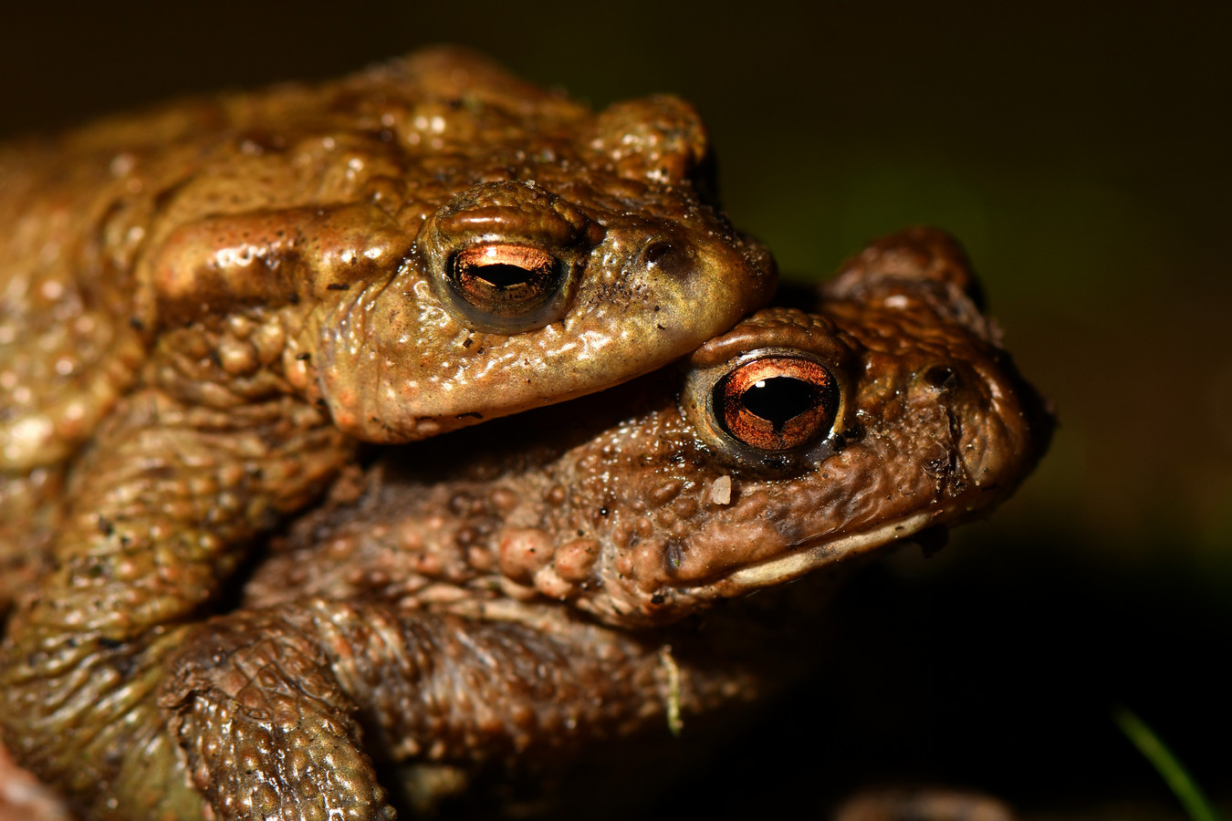 Paddenstand in Rozendaal lijkt op de weg terug; honderden dieren meer ...