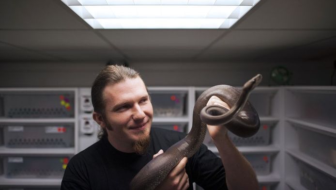 Frans gerecht spreekt eigenaar van 123 pythons vrij | Dieren | hln.be