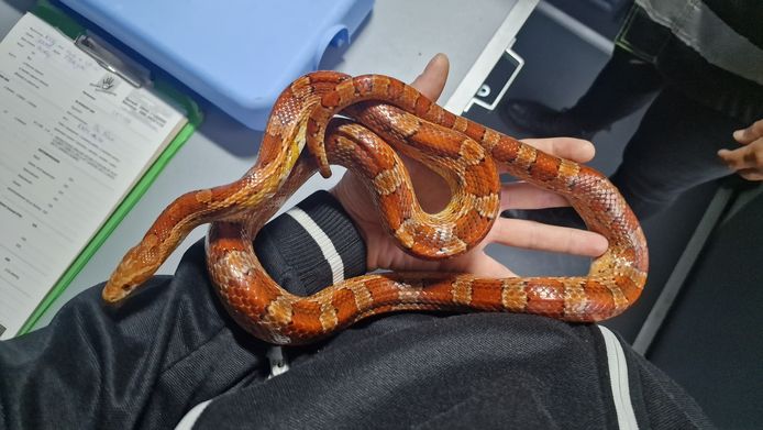 Wederom slang uit verblijf ontsnapt, wordt later teruggevonden in de ...
